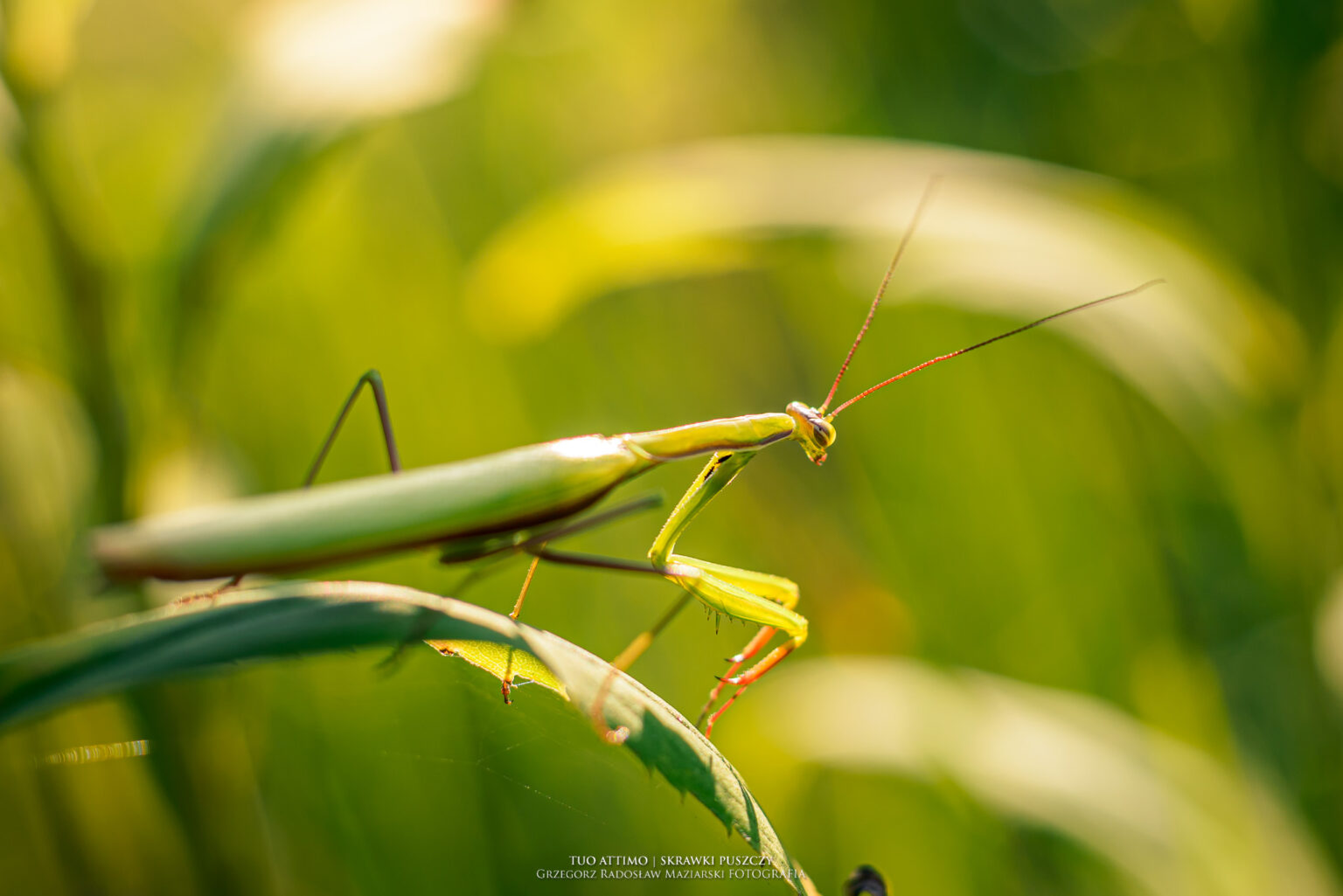 Czy w Polsce są Modliszki? - MAZIARSCY